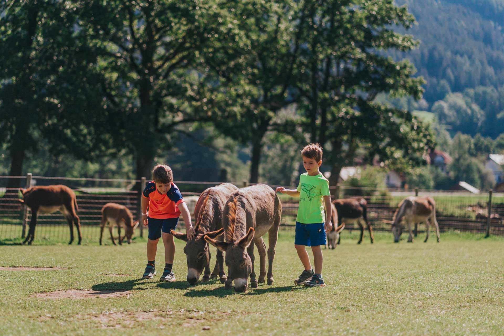 Eselpark - Maltatal - Malta - Ihr Wanderurlaub im Maltatal