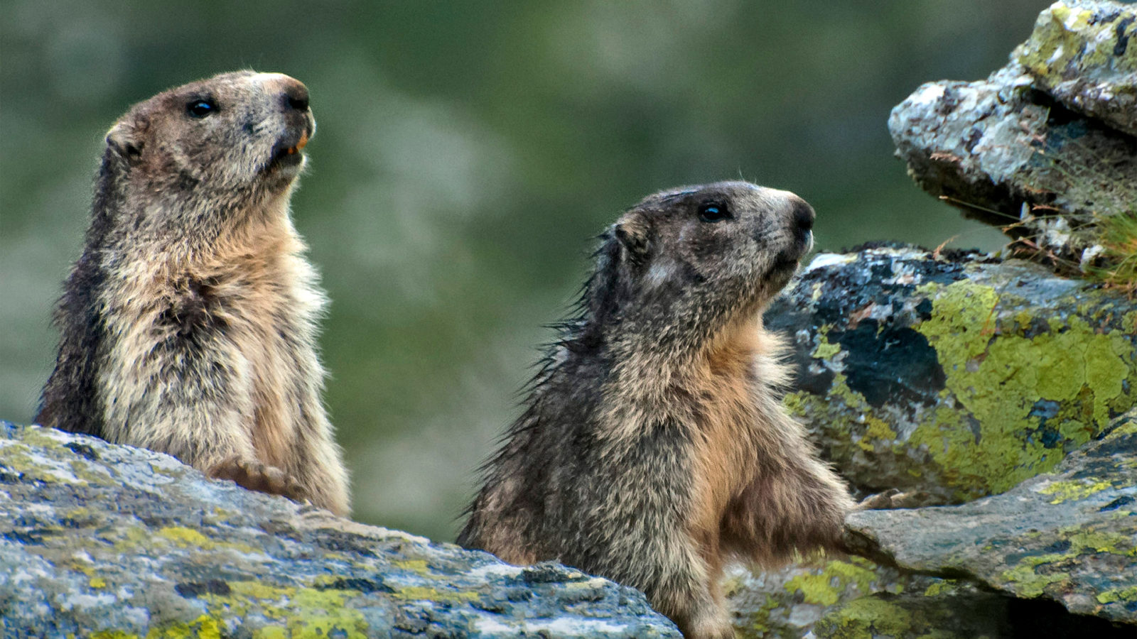 News und Events Archive - Malta - Ihr Wanderurlaub im Maltatal